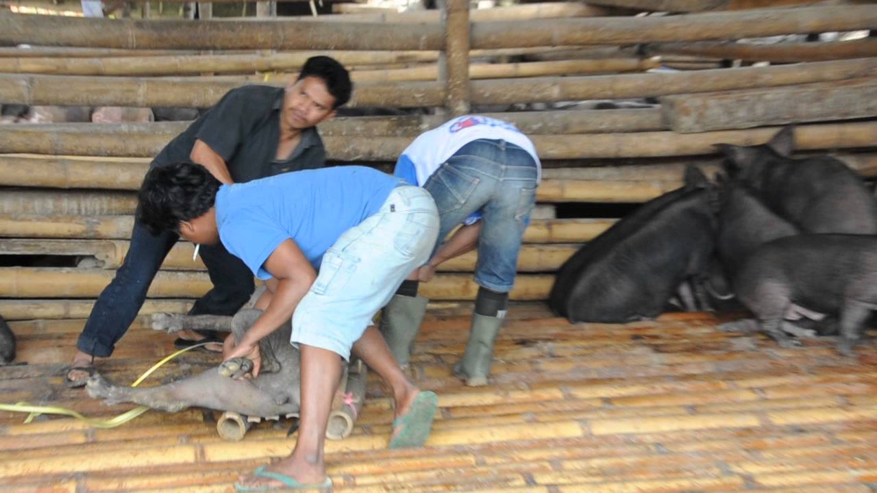 Squealing Hog - YouTube