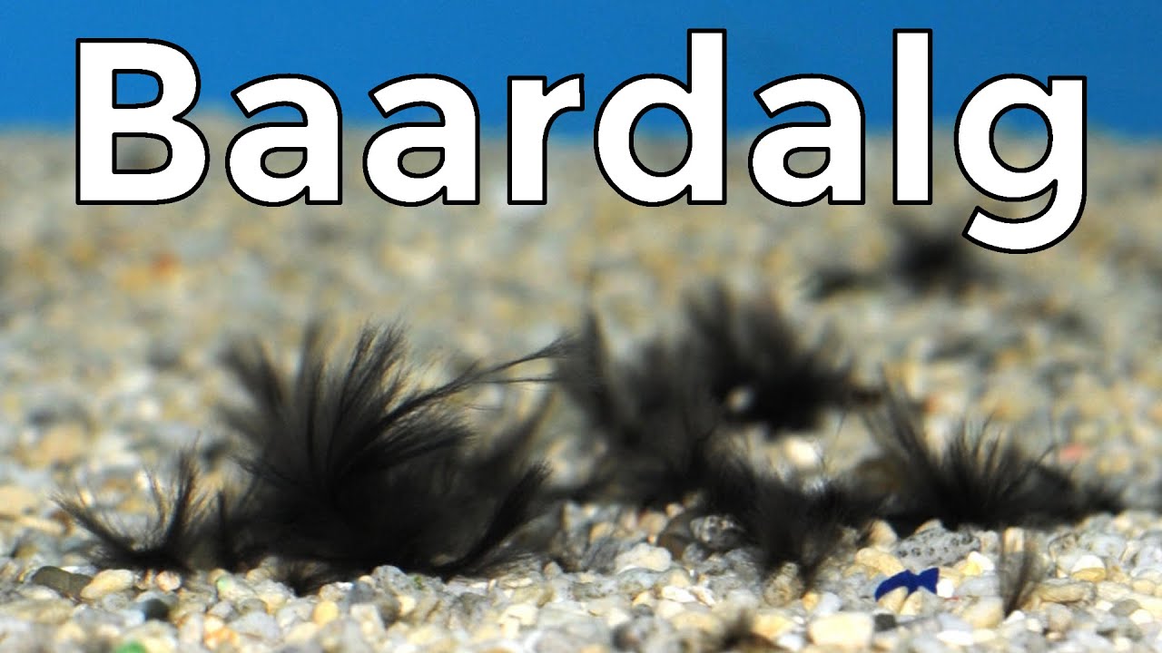 Baardalg in het aquarium bestrijden: gemakkelijk en natuurlijk ...