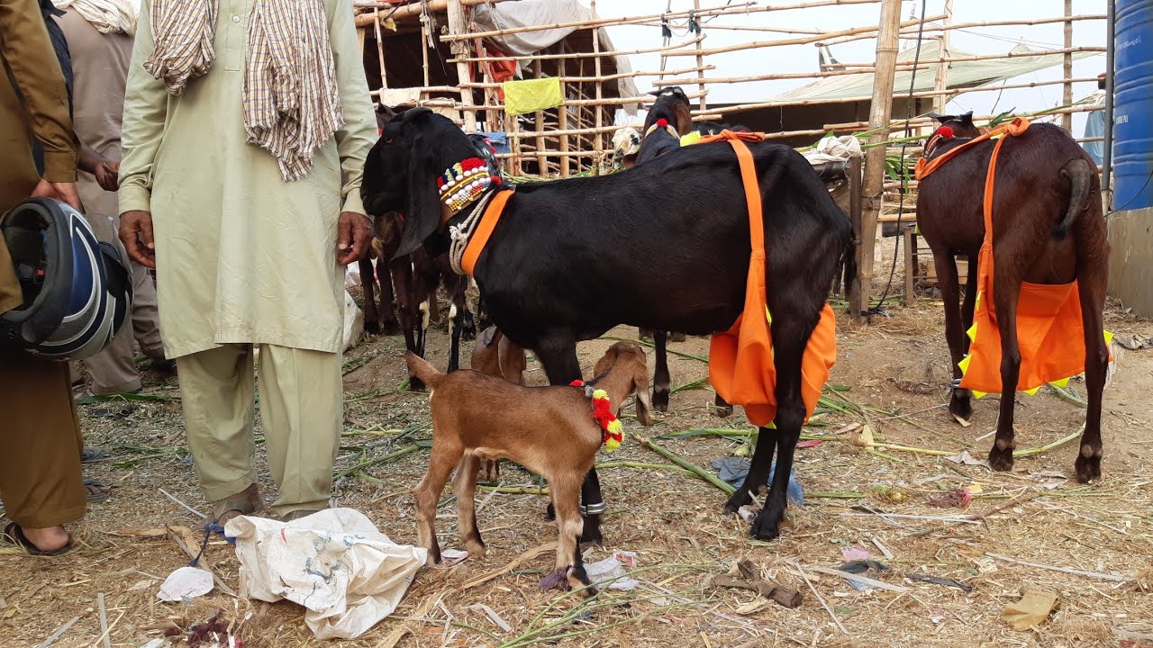 Bakra Mandi Sasti Bakri aur Bakray - Full Video - YouTube