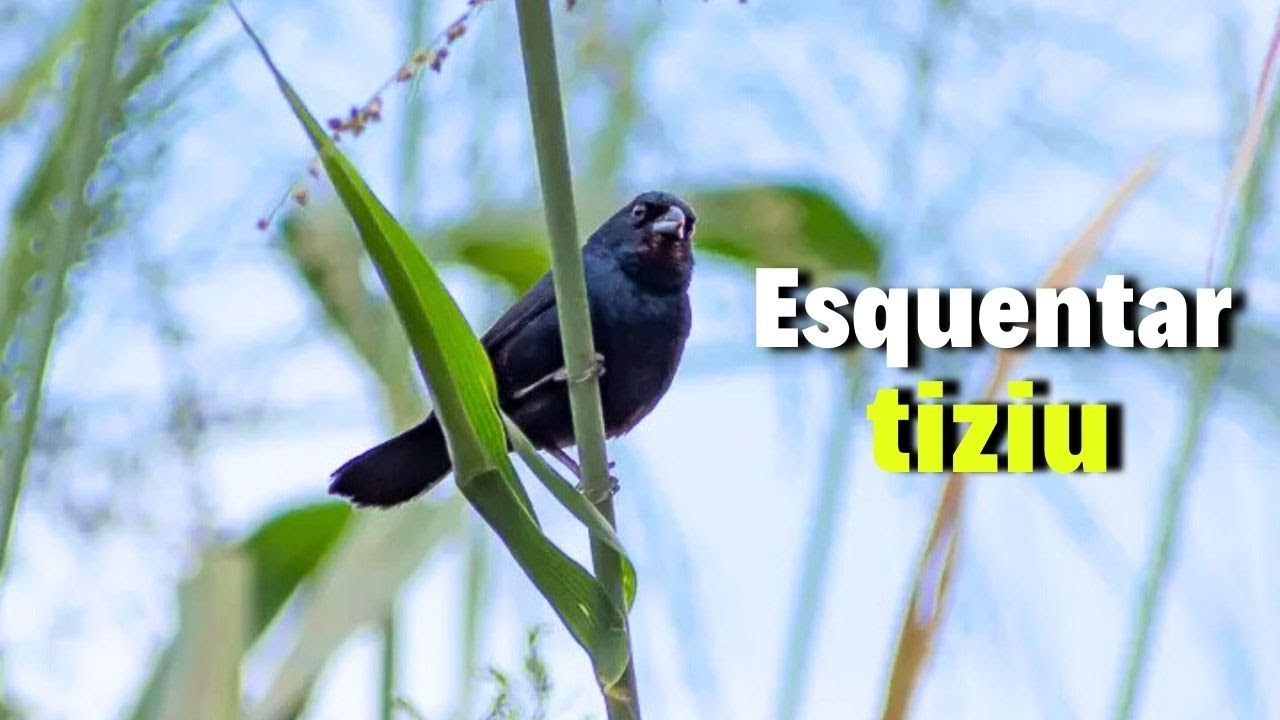 Tiziu Cantando de Pulo Solto no Mato para Esquentar Tiziu - YouTube