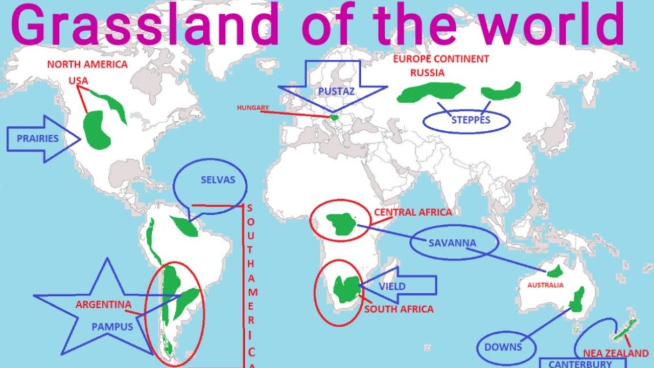 Important Grassland of the World - YouTube