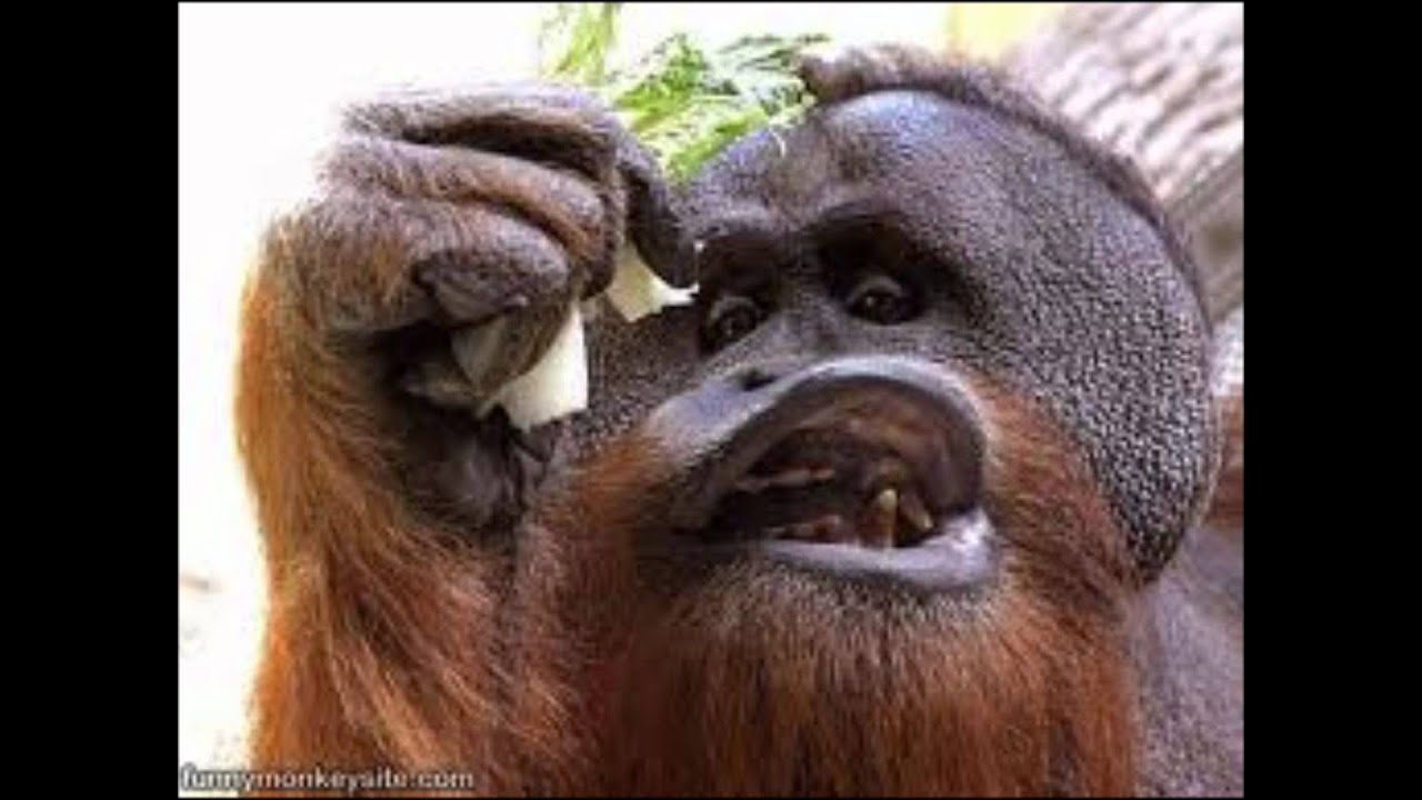 Try not to laugh -Monkey Version- - YouTube