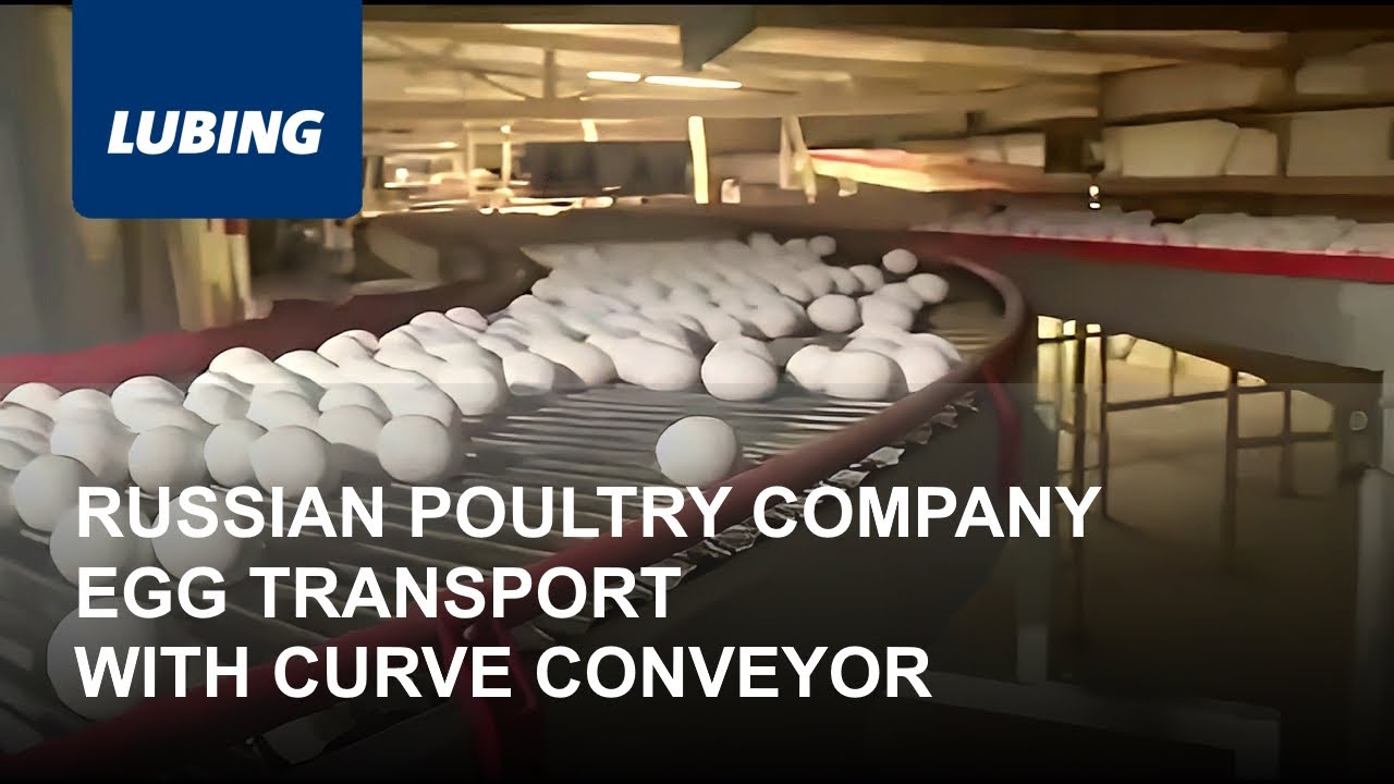 Russian Poultry Farm - Egg Transport with Curve Conveyor - LUBING - YouTube