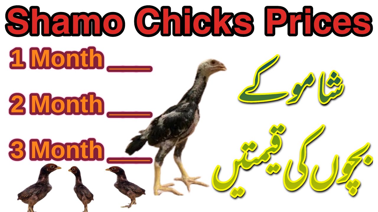 Shamo Chicks Prices / shamo ku bacho ki qimatu / O Shamo / Chu Shamo ...