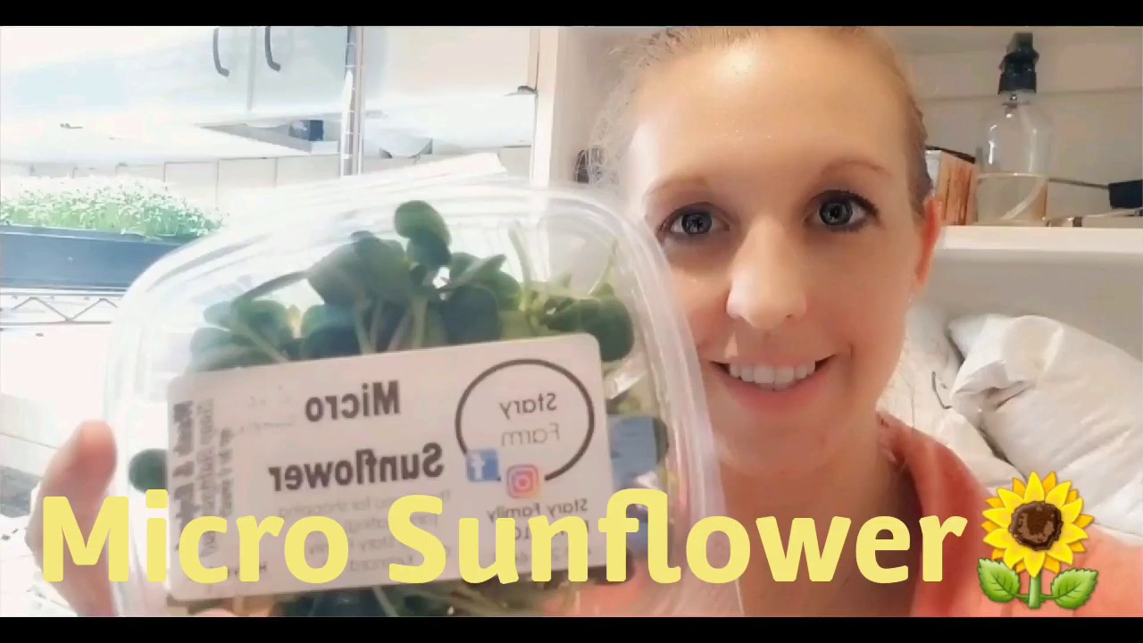 Growing micro sunflower! - YouTube