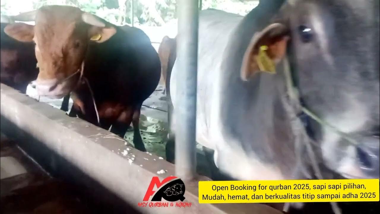 sapi jawa limosin dan simental for 2025 - YouTube