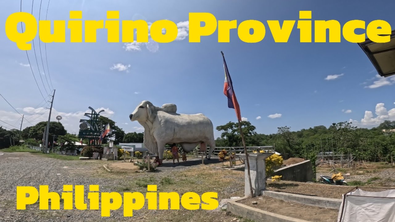 Dambuhalang baka sa Quirino Province, The Biggest Cow #quirinoprovince ...
