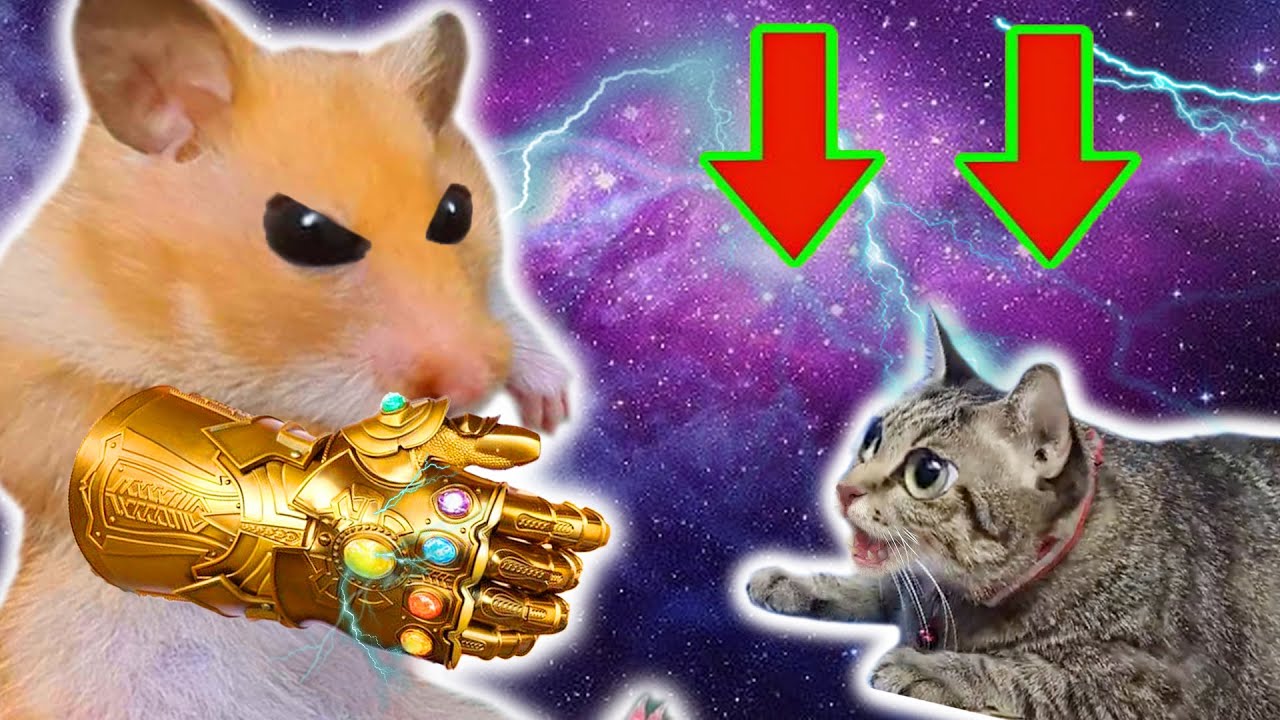 🐹THANOS Infinity Gauntlet Hamster Maze With Traps 🐹Cats in Hamster ...