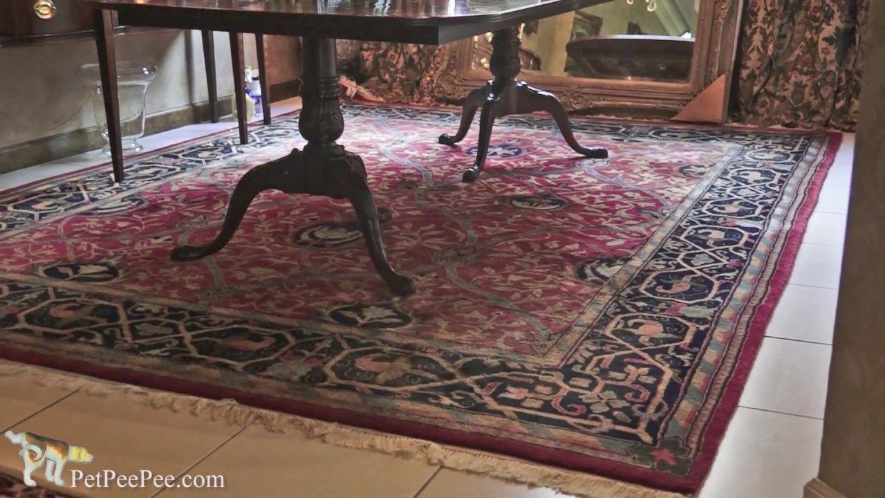 Cat Pee Pee in Oriental rug-The PetPeePee company - YouTube