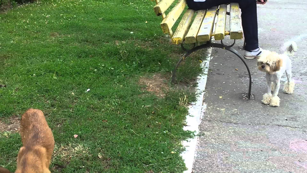 LUPTE INTRE CAINI - YouTube