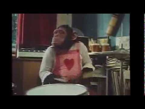 Alice the Chimp's Drum Break - YouTube