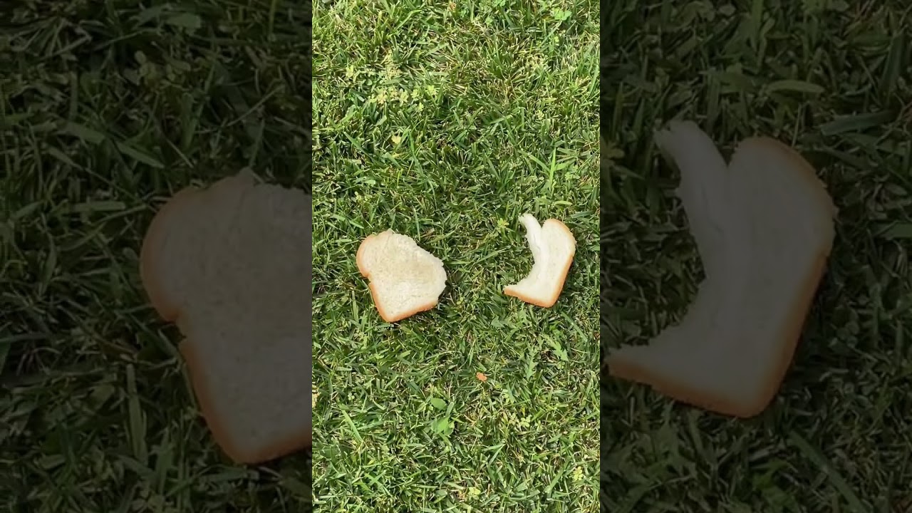 RIP BREAD - YouTube