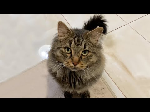 I Adopted a Siberian Cat! My Cat's First Week at Home!