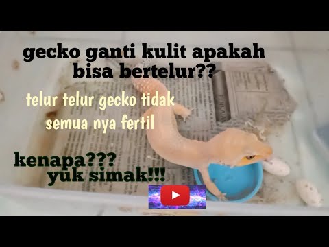 telur gecko fertil dan infertil bag 53 - YouTube