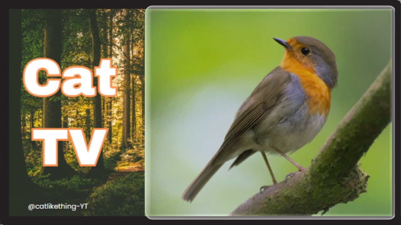 Cat TV Bird Watch - Chirping and Singing Sounds - YouTube