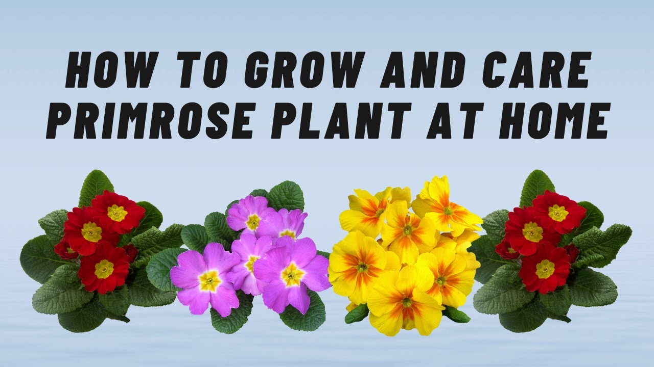 How to grow and care primrose plant at home | Brilliant House Plant ...