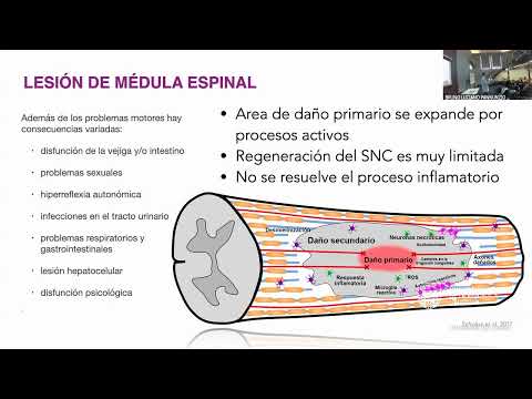 HESA 2026 - T06 - SNC I - Cubiertas y barreras - Médula espinal (13/8/2026)