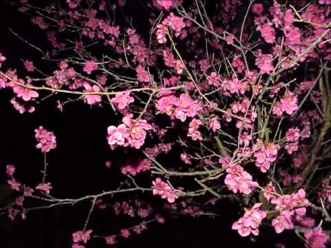 Maehwa (Plum Blossom - Iljimae OST) Cello Cover