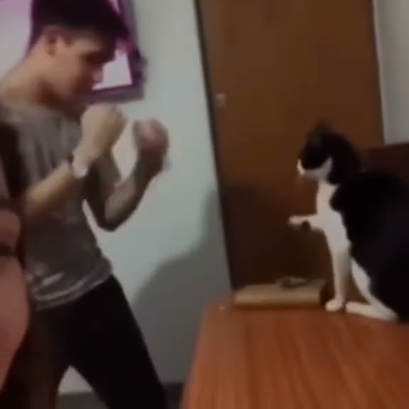 Gato boxeador #meme #gato #memesvideo #memes #animales - YouTube