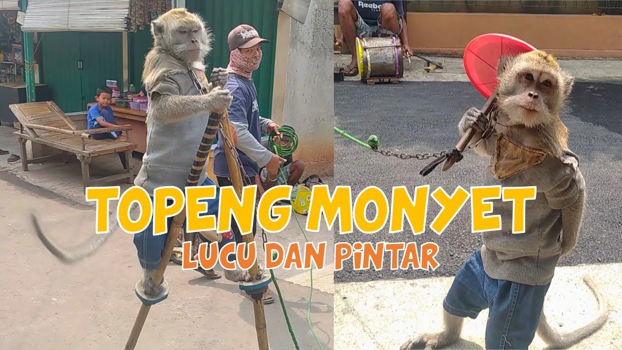 Topeng Monyet Lucu - Funny Masked Monkey Playing with Bamboo and ...