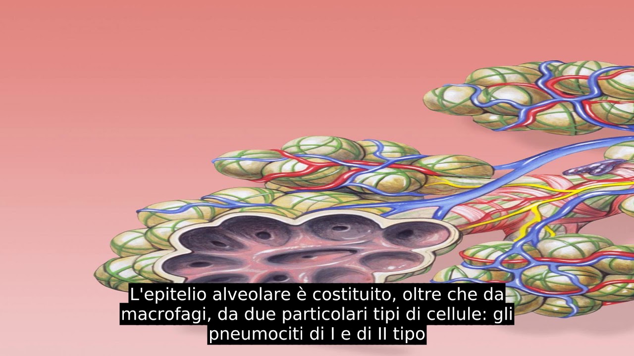 Alveolo Polmonare - YouTube