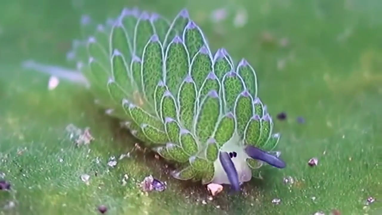 leaf sheep - YouTube