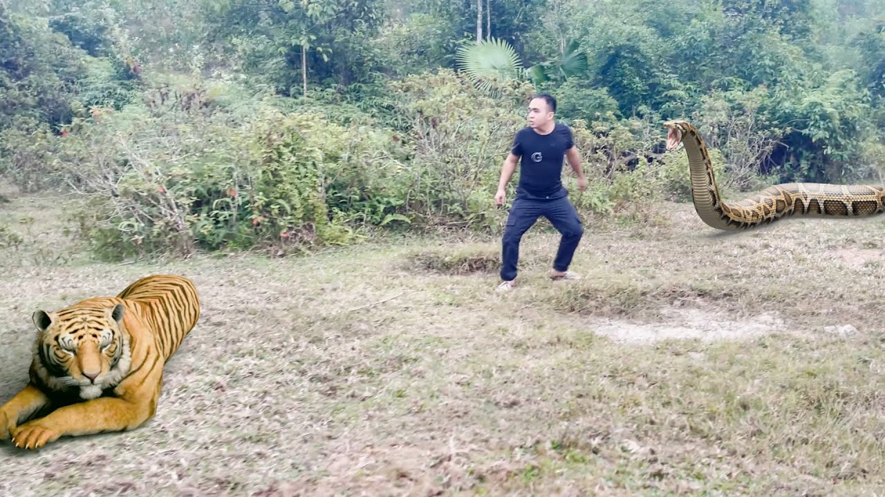 The end for the bad guy - when he mistakenly touches the world's largest python | Treasure ...