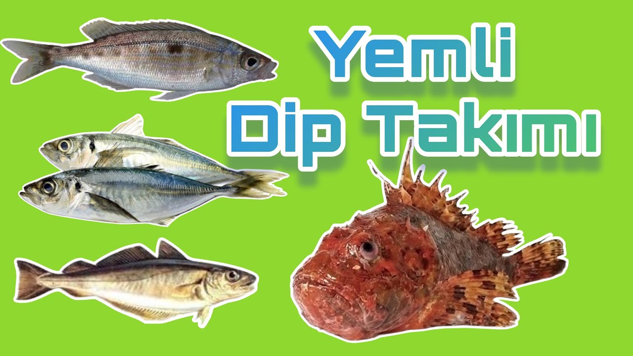 YEMLİ DİP TAKIMI - Mezgit - İzmarit - İskorpit - İstavrit - İzmarit ...