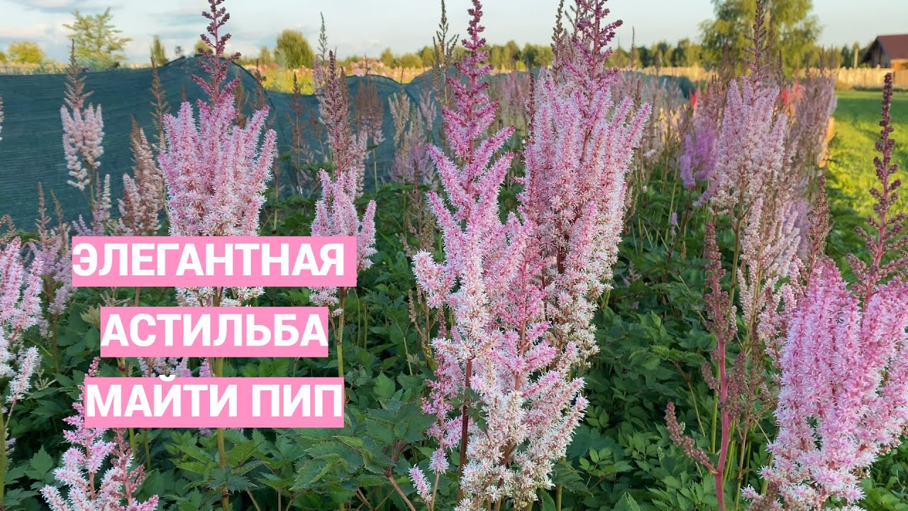 Астильба Mighty Pip Майти Пип - YouTube