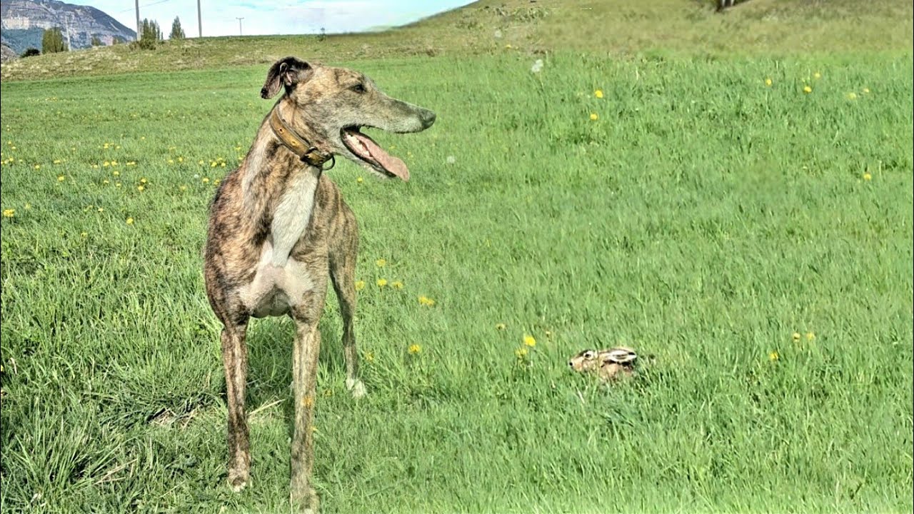 Finalizando Temporada 2024. Galgos vs Liebres 2da Parte con los amigos ...