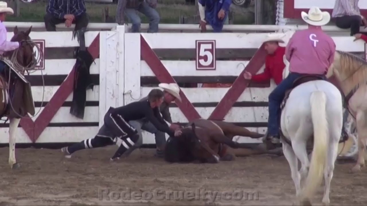 Rodeo cruelty - YouTube