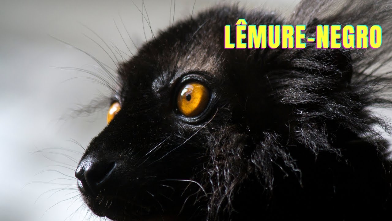 Lêmure-Negro: Conheça Esse Incrível Animal - YouTube