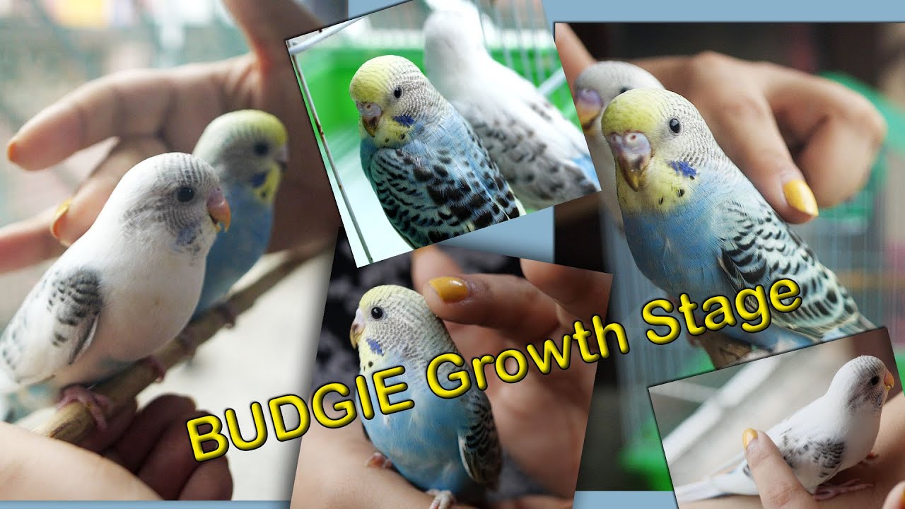 BUDGIE GROWTH STAGE, The first 33 days of the baby's time-lapse. - YouTube