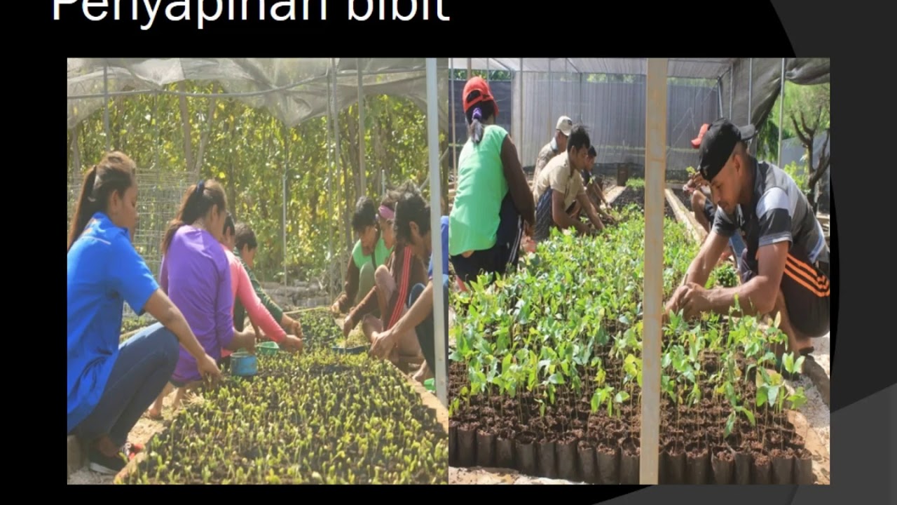PRODUKSI BIBIT PERSEMAIAN PERMANEN FATUKOA KUPANG - YouTube
