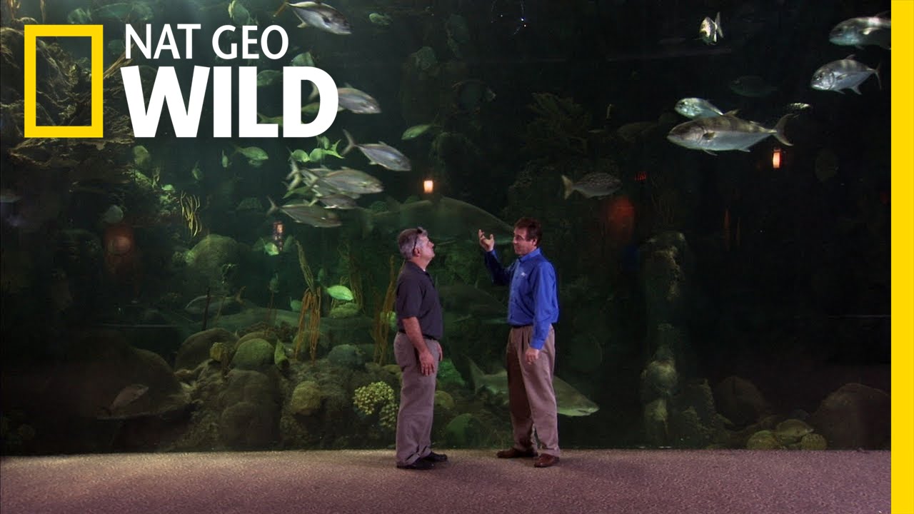 Big Project, Big Promises | Fish Tank Kings - YouTube