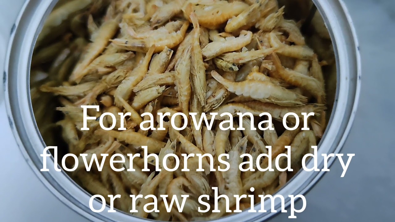 How to make Homemade fish food (Low cost and easy) - YouTube