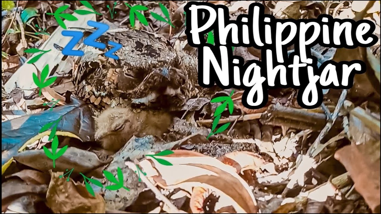 Philippine Nightjar or Tagolilong spotted in Tubigon, Bohol - YouTube