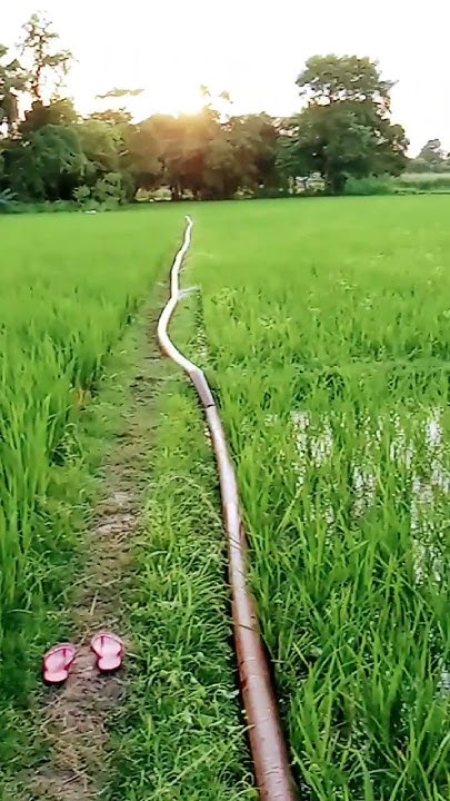 dhan ke khet me ka video ️♥️🇮🇳 - YouTube