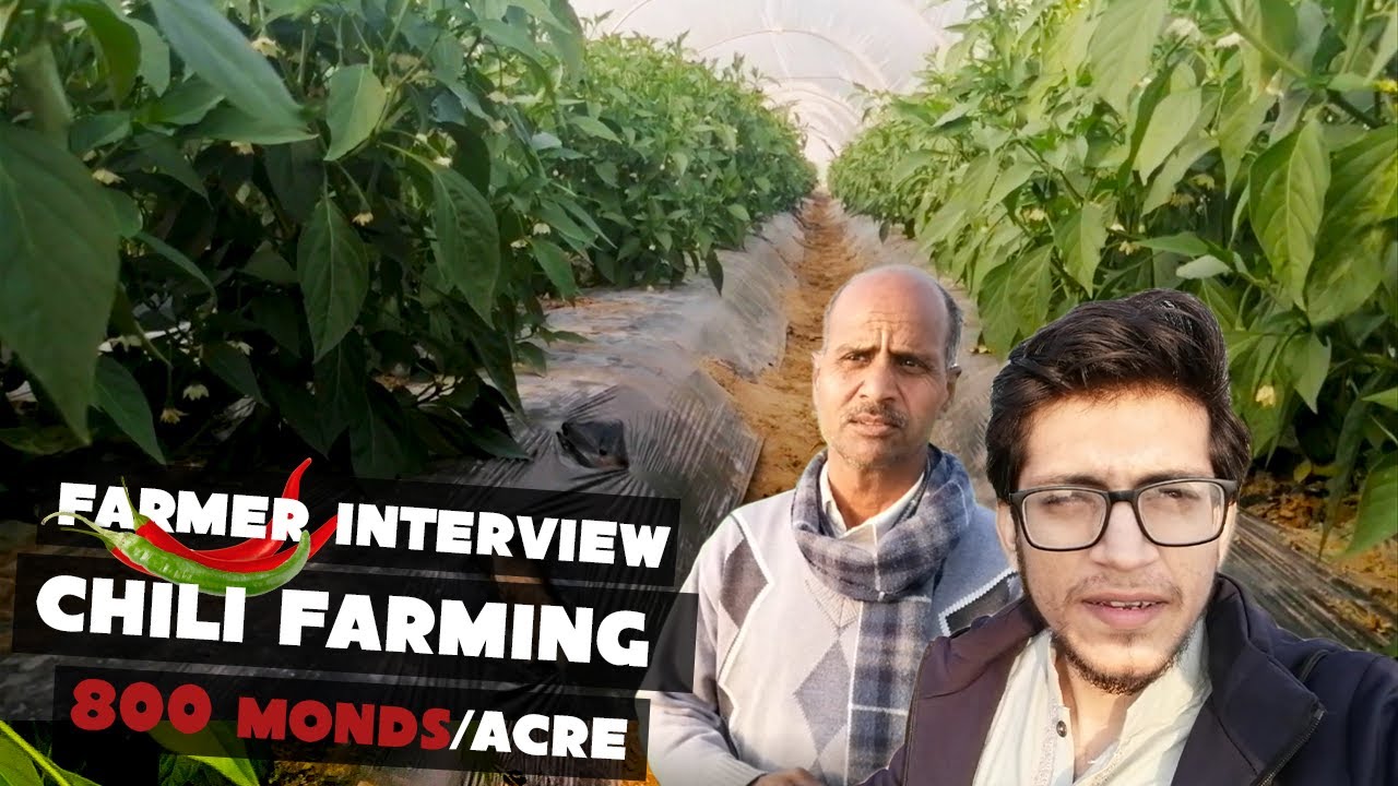 green Chili farming in tunnel | cost and production per acre | farmer ...