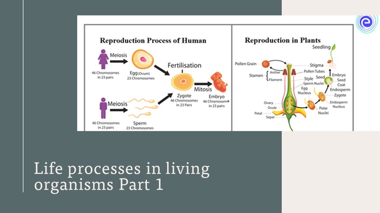 Life processes in living organisms Part 1 - YouTube