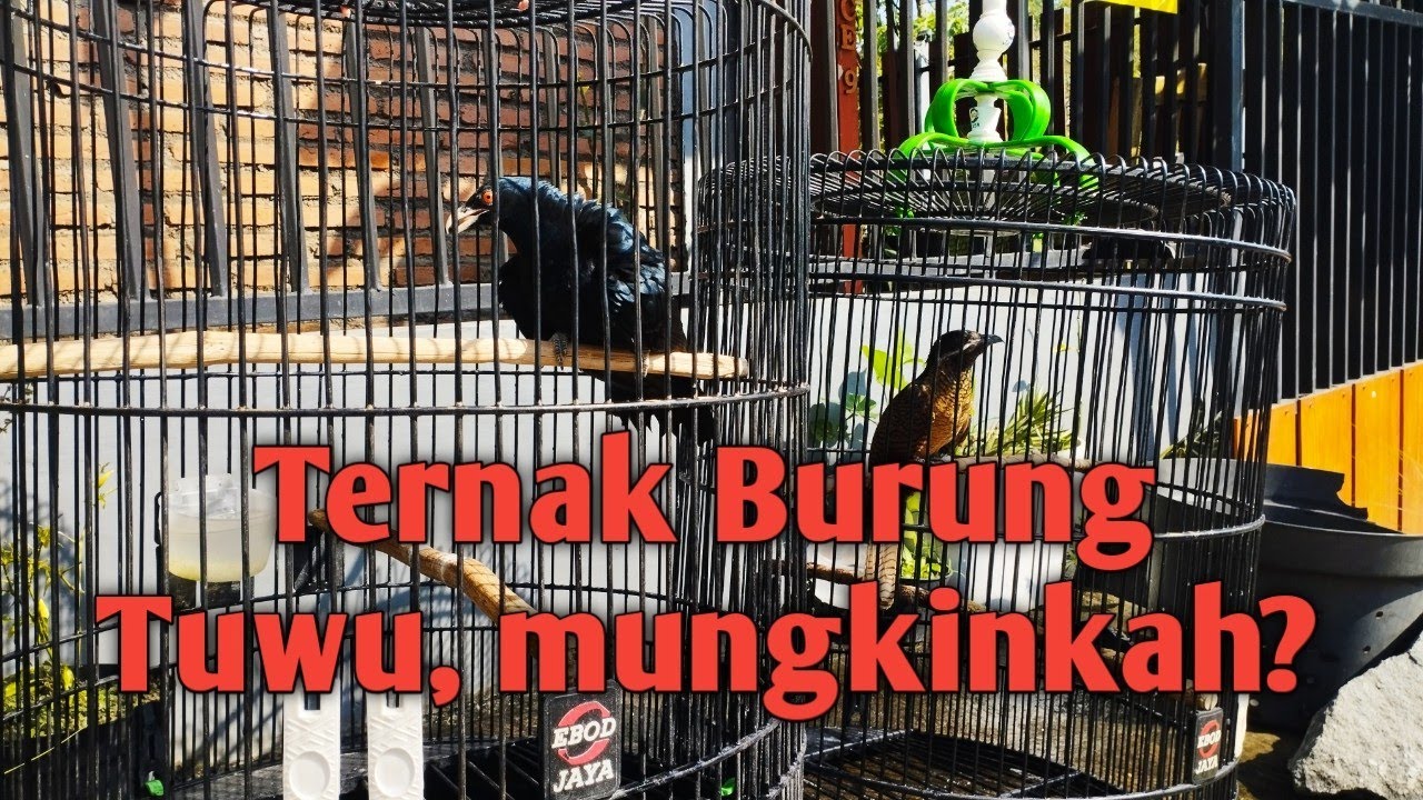 Terpikirkan Ternak Burung Tuwu - YouTube