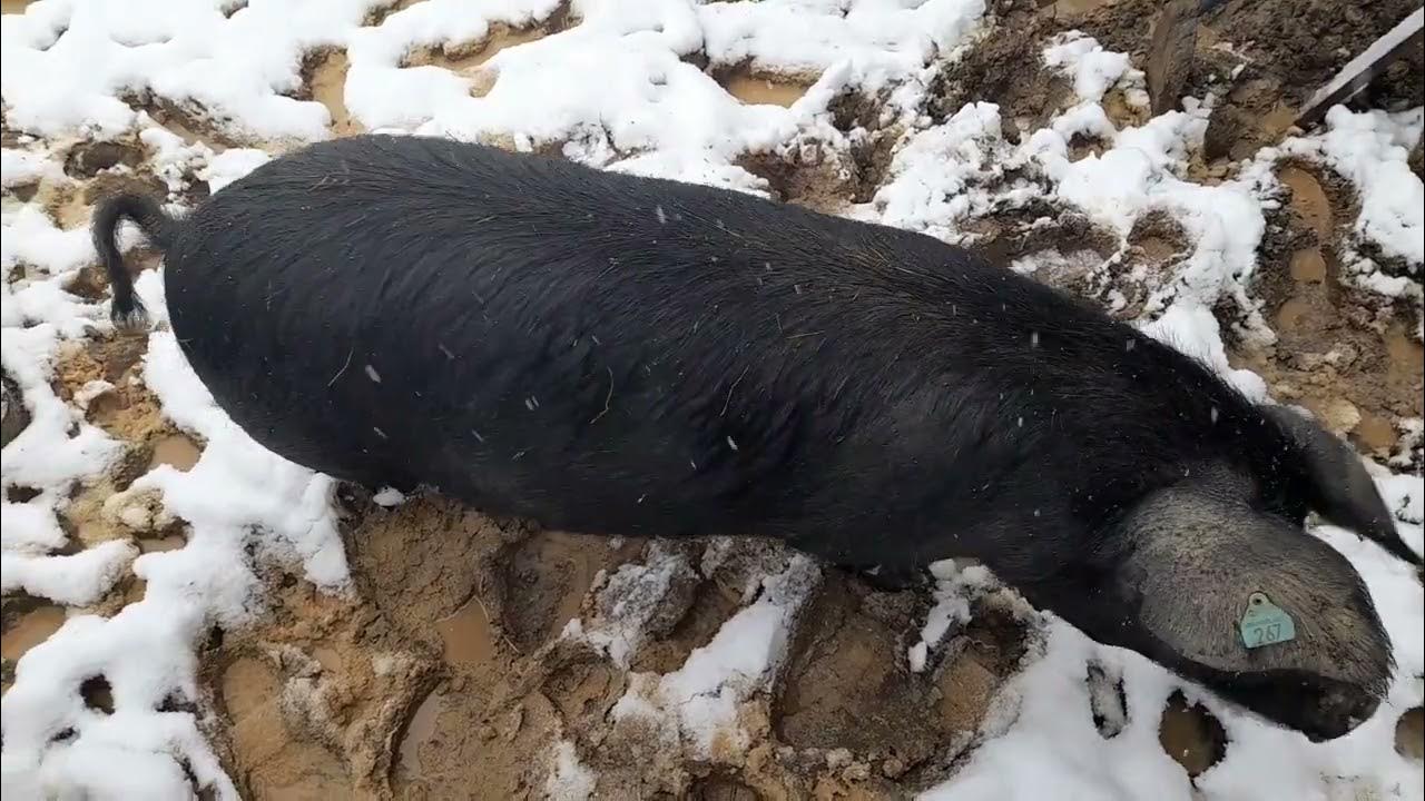 Zivot na selu🇷🇸😍 - YouTube