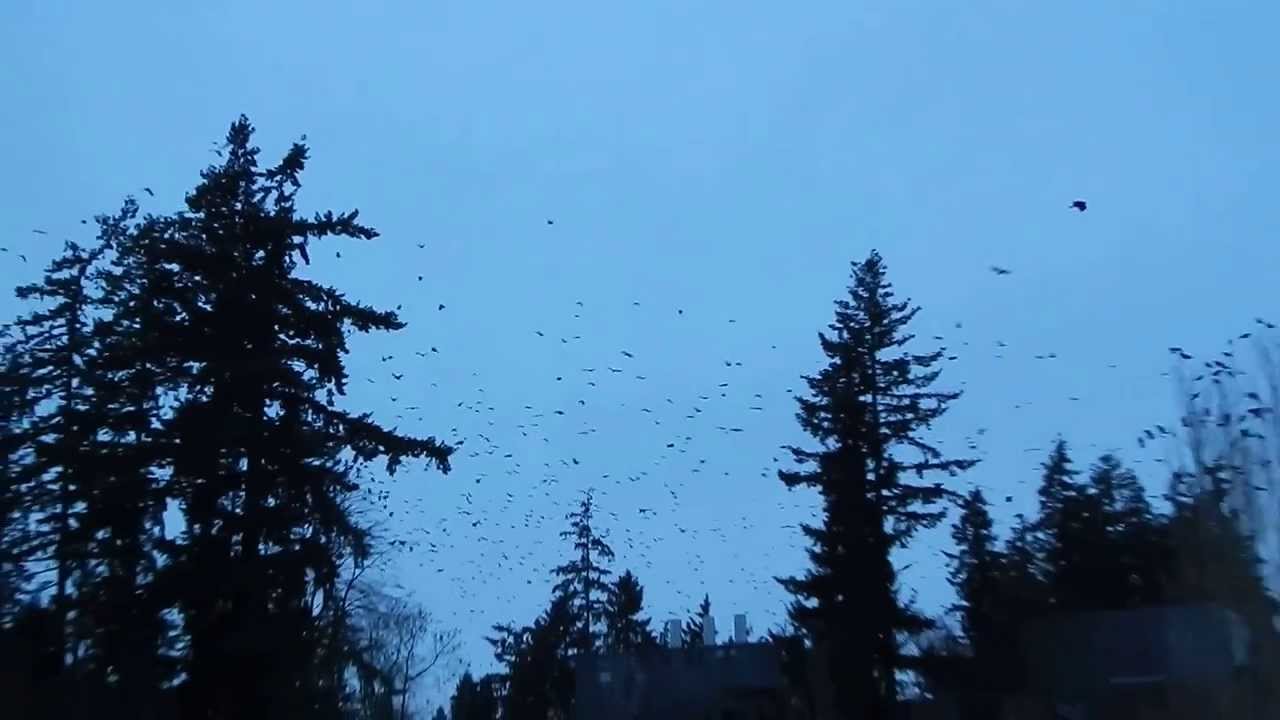 Crows coming in to roost at the University of Washington campus in ...
