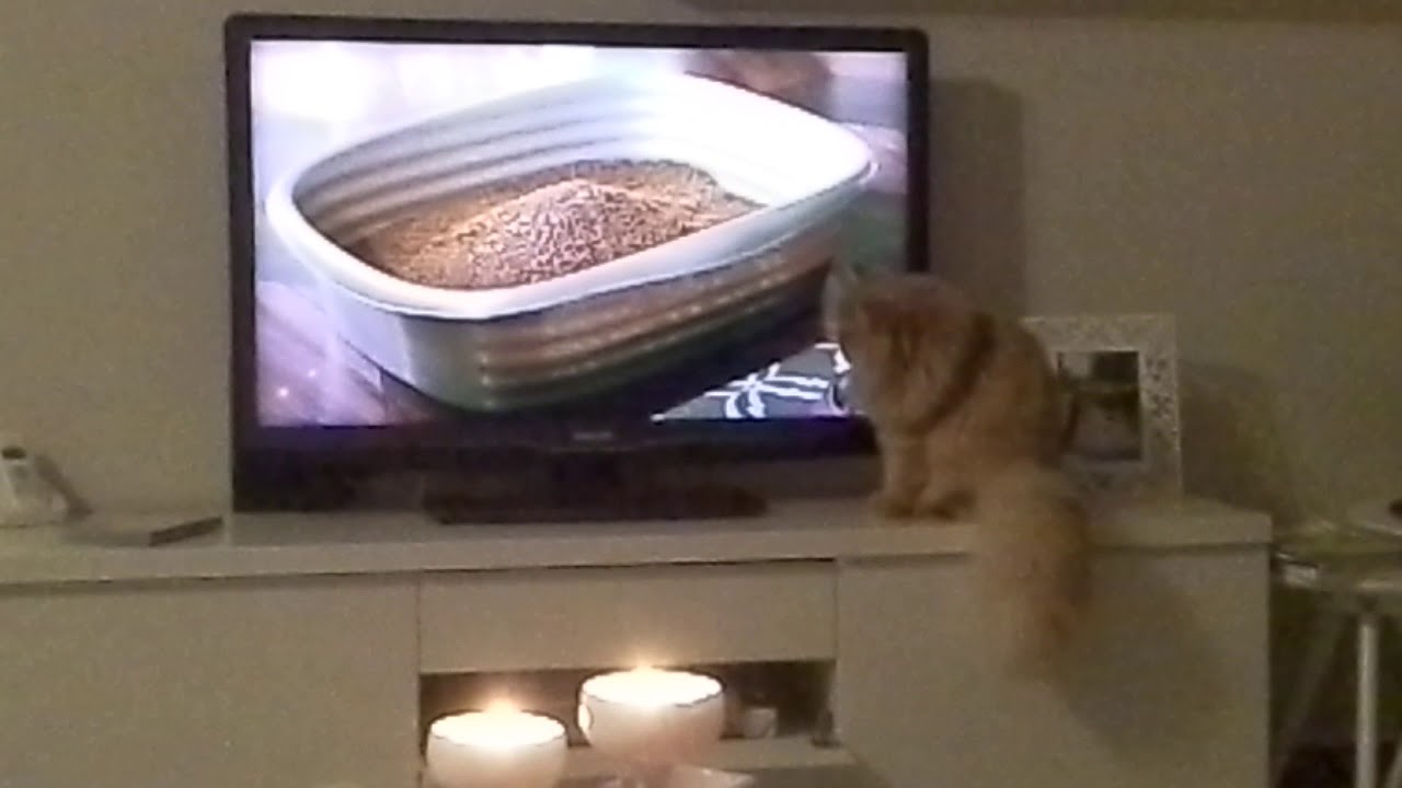 2.0 my cat is watching us again hes stalking us XD - YouTube