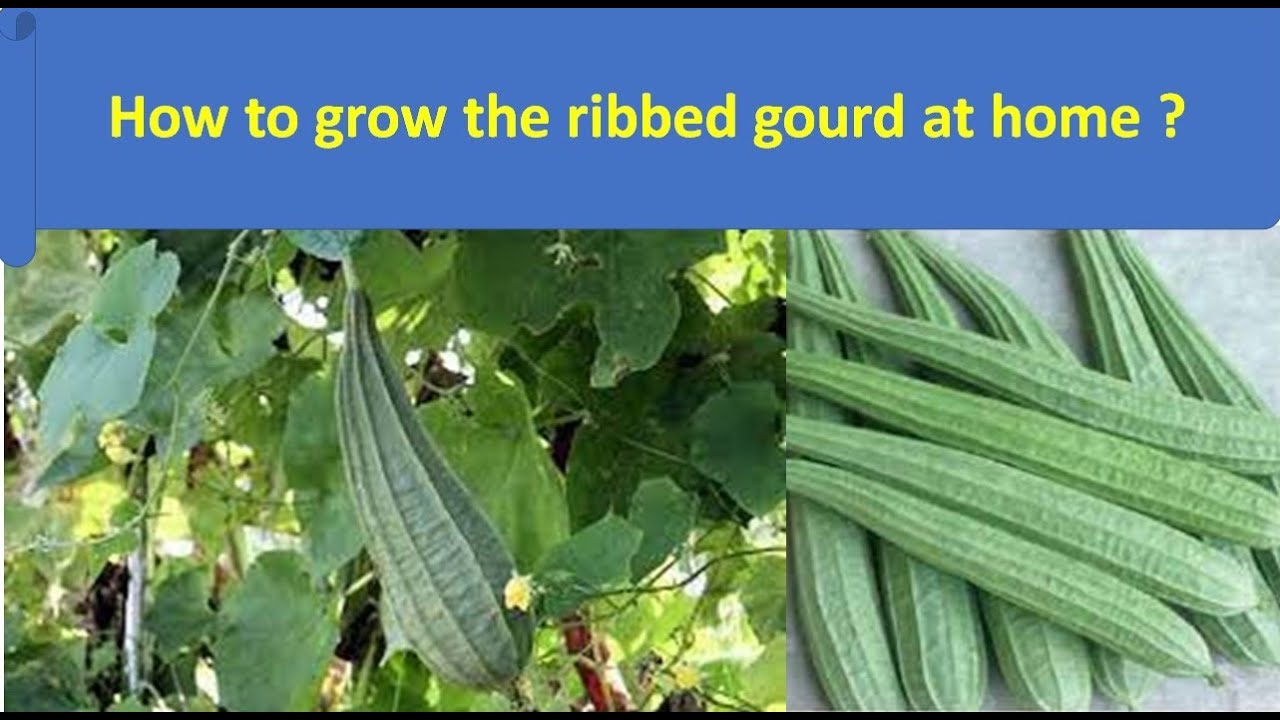 RIBBED GOURD GROWING AT HOME - YouTube