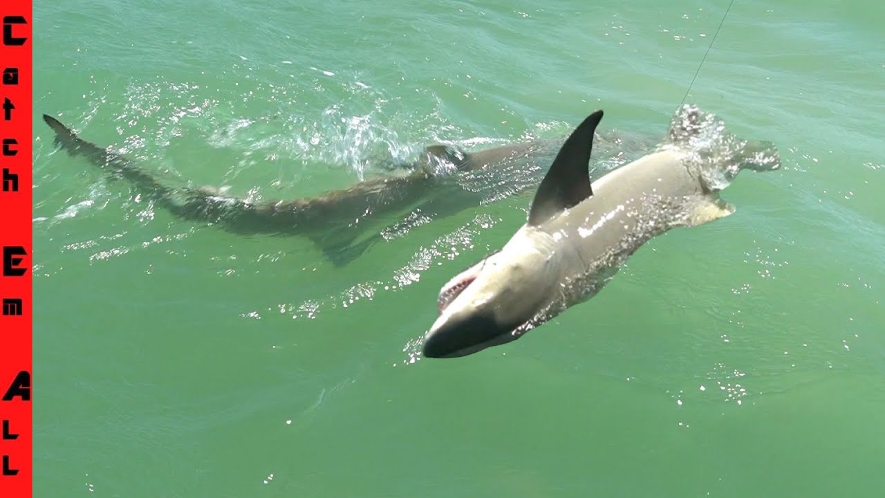 JAWS vs LITTLE SHARK! **Stuck in 2 FEET of WATER** - YouTube