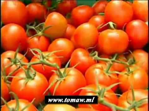 Mantar ve domates ithalatçi toptan satis tedarikçi ihracatçi