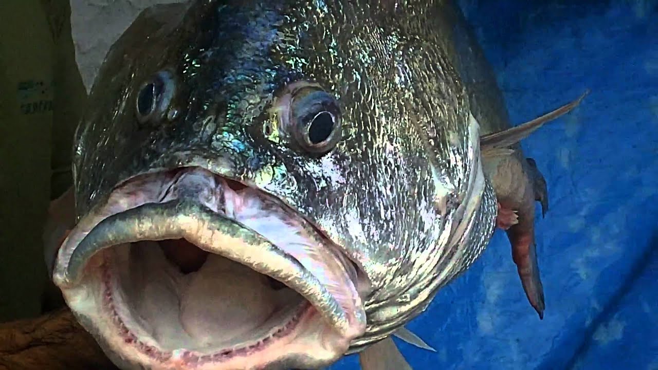 record du monde de l'acoupa... - YouTube