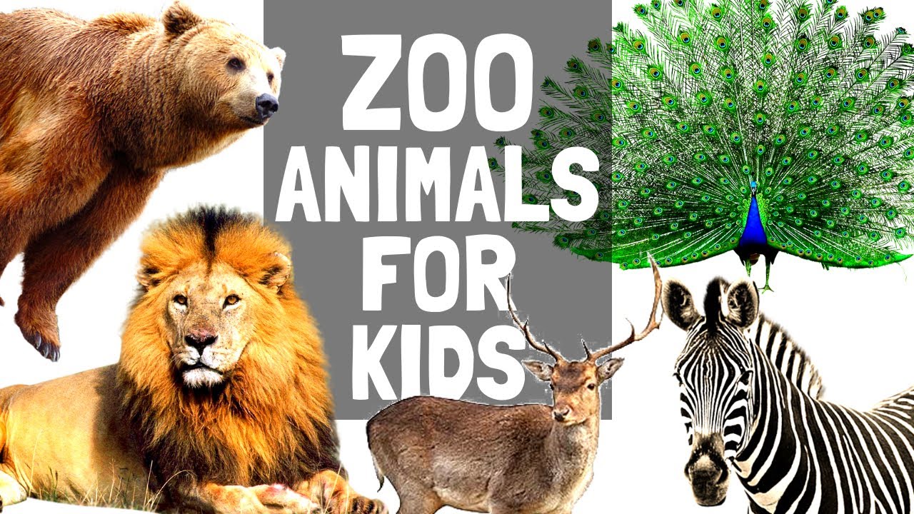 Zoo animals for kids | Lion | Zebra | Pony | Birds | Deer | Bear ...