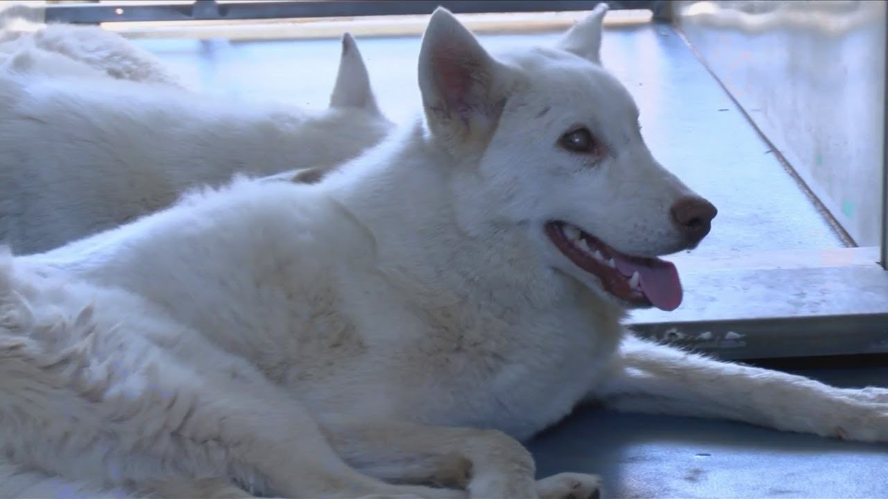Blind Huskies found abandoned in Fresno County - YouTube